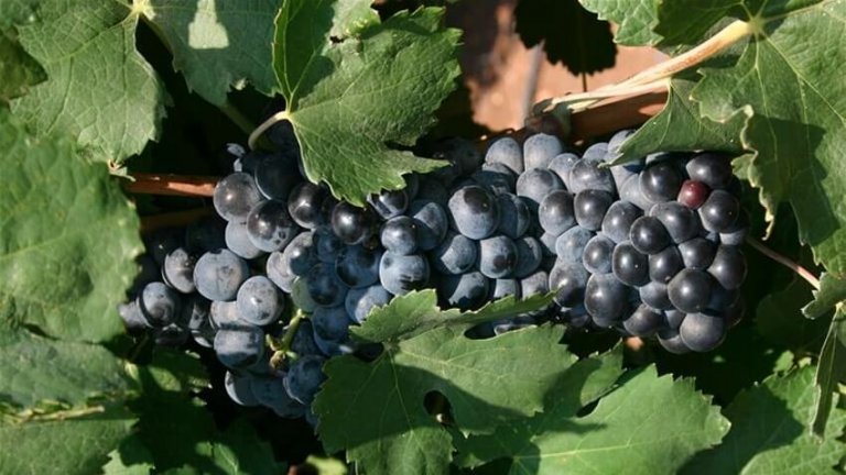 Discover the Wine Routes - Visit Israel Visit Israel