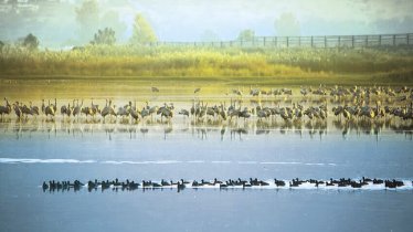 BIRDTASTIC HULA LAKE - Visit Israel Visit Israel